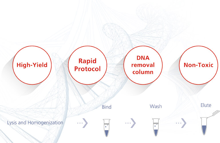 cDNA synthesis, qPCR and NGS Reagents | Quantabio